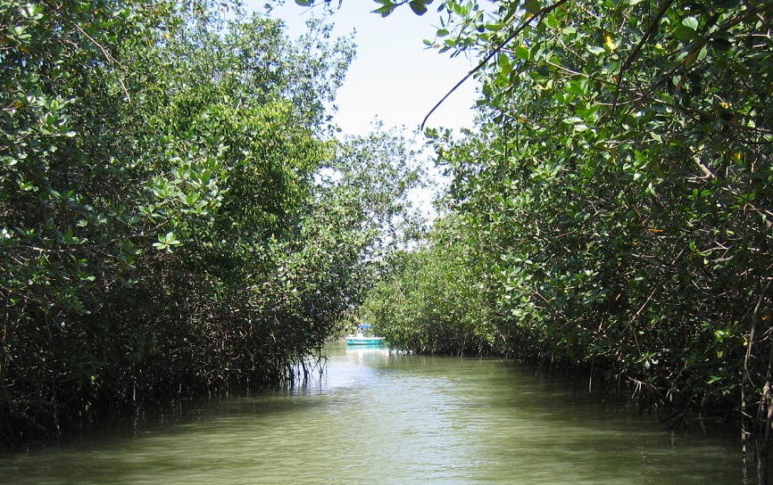 Tumbes Los Manglares cumplieron 30 años como santuario nacional Foto 1 ...