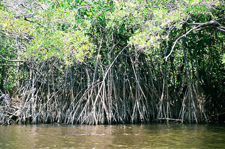 Peru | Santuario Nacional Manglares de Tumbes