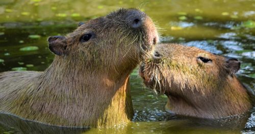 Guía para explorar el Parque Nacional Cinaruco-Capanaparo